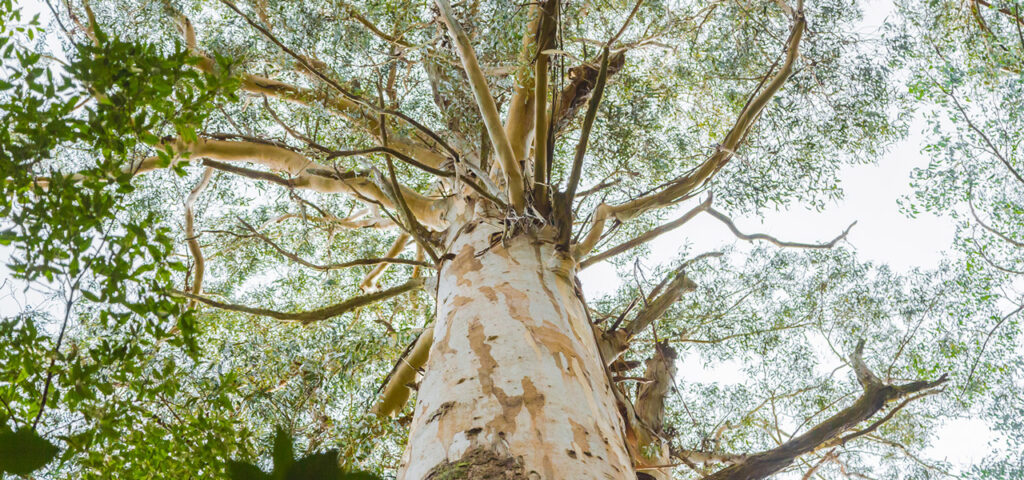 Active Tree Services | Safe and Green