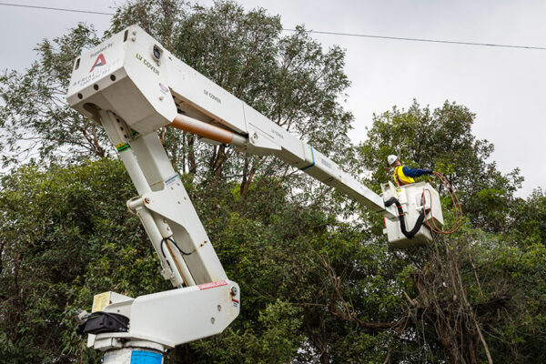 Active Tree Services | What We Do