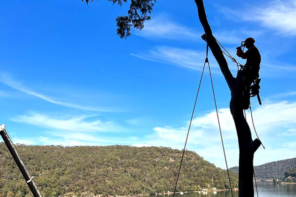 Active Tree Services | Benefits