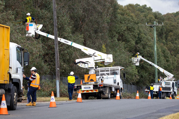 Active Tree Services | What We Do