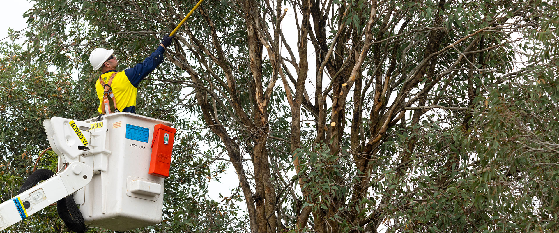 Active Tree Services | NSW Arborist Services