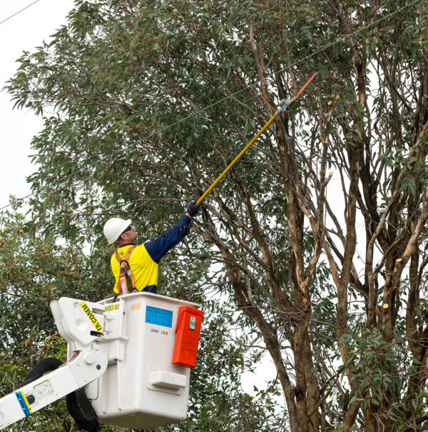 Active Tree Services | NSW Arborist Services